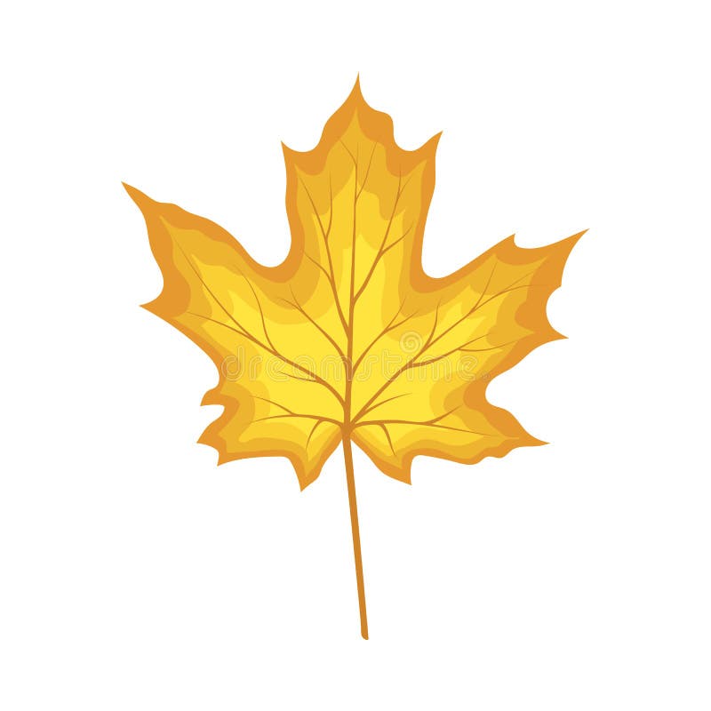 Maple Autumn Leaf stock vector. Illustration of maple - 258647745