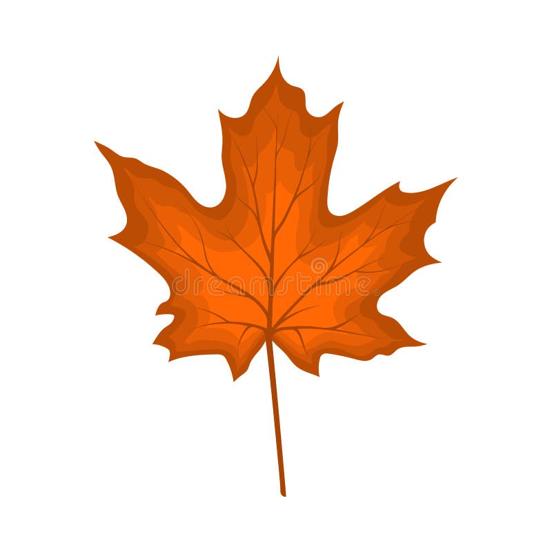 Maple Autumn Leaf stock vector. Illustration of graphic - 258647751