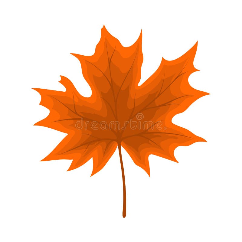 Maple Autumn Leaf stock vector. Illustration of botany - 258647773