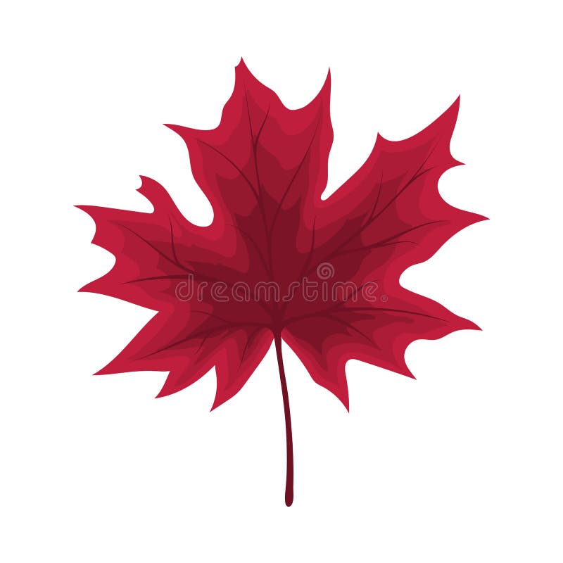Maple Autumn Leaf stock vector. Illustration of beautiful - 258647779