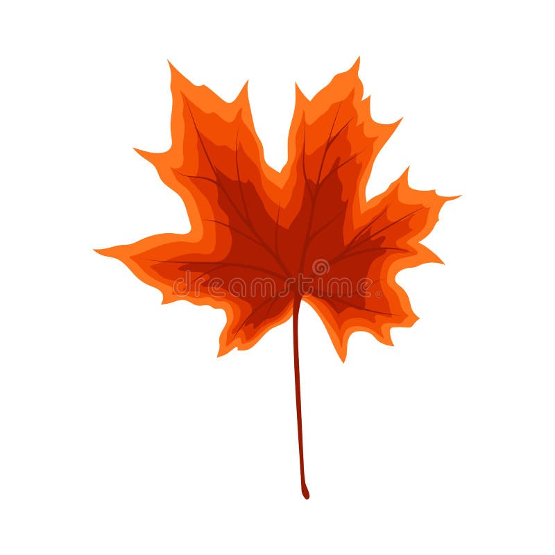 Maple Autumn Leaf stock vector. Illustration of isolated - 258647814