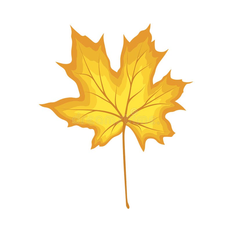Maple Autumn Leaf stock vector. Illustration of foliage - 294089078