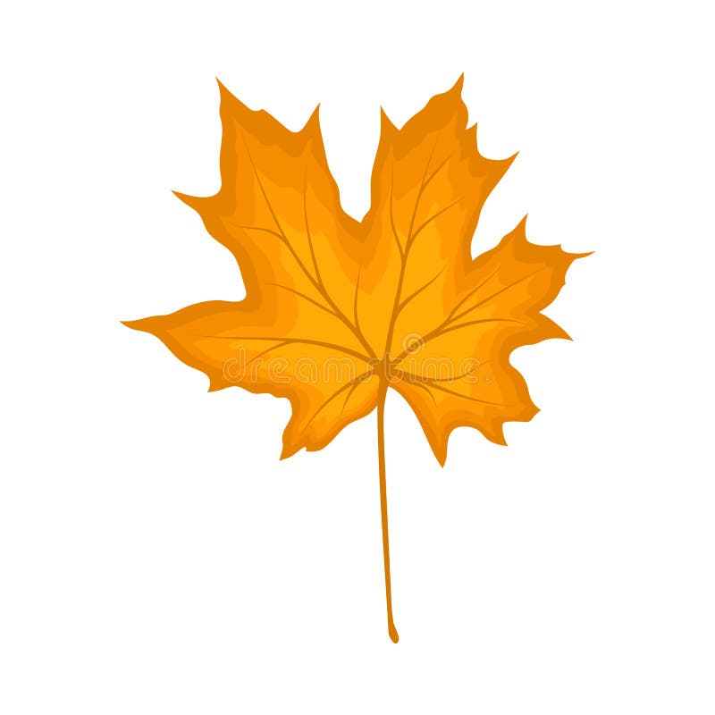 Maple Autumn Leaf stock vector. Illustration of leaves - 258647852
