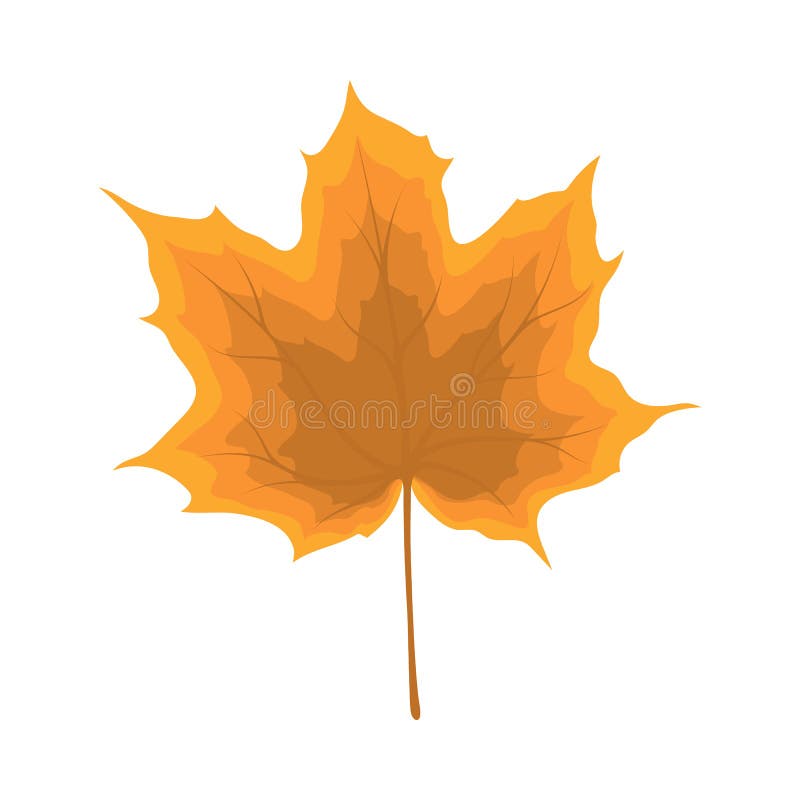 Maple Autumn Leaf stock vector. Illustration of maple - 258647857