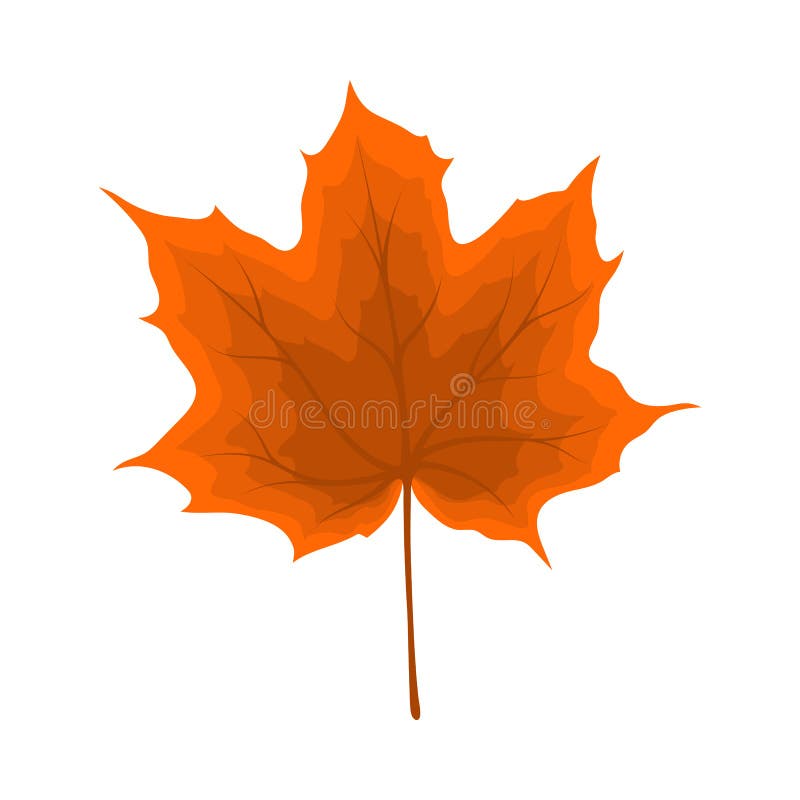 Maple Autumn Leaf stock vector. Illustration of beautiful - 258647871