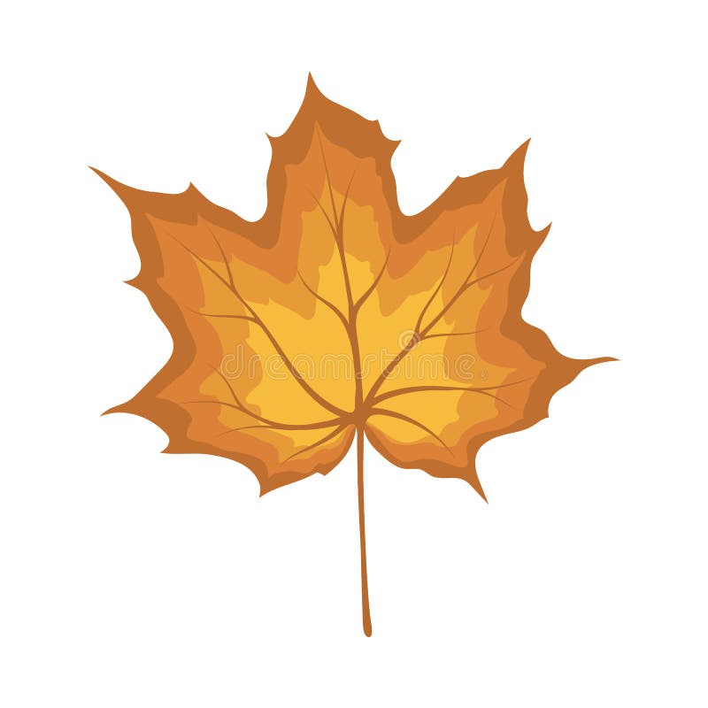 Maple Autumn Leaf stock vector. Illustration of color - 258647886