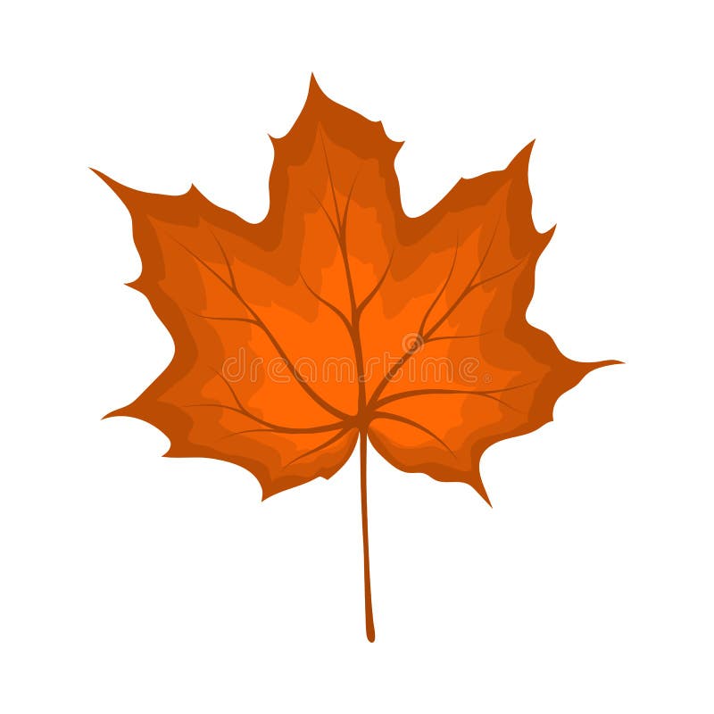 Maple Autumn Leaf stock vector. Illustration of canada - 258647891