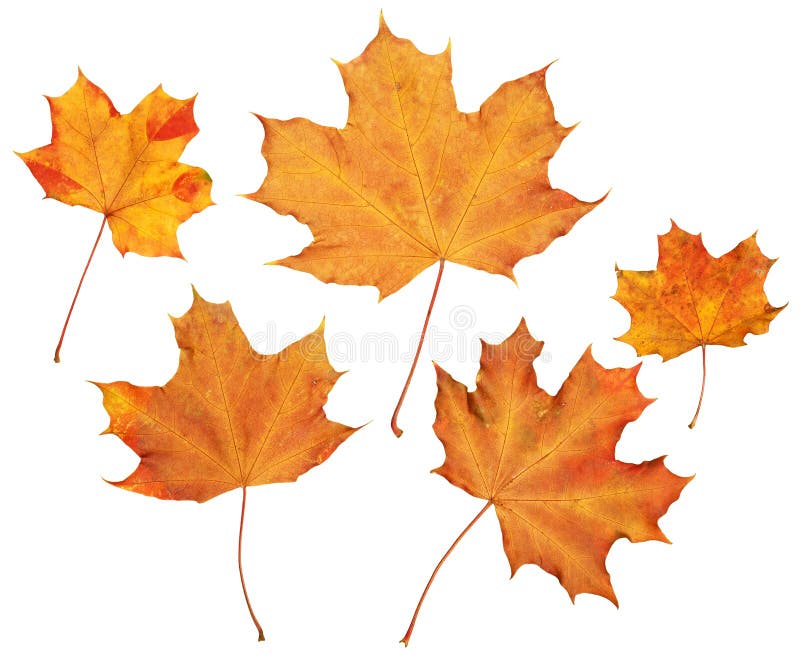 Maple Autumn Leaves Collection, Object Set on White Stock Photo - Image ...