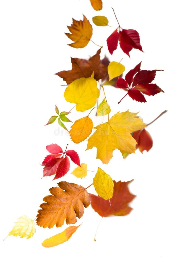Maple Autumn Leaves Falling To the Ground, on White Background. Stock ...