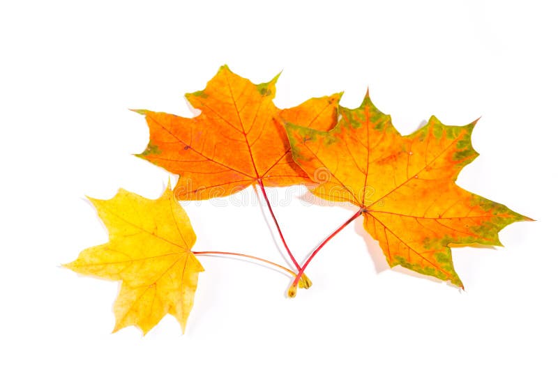 Maple Autumn Leaves Isolated on White Background Stock Photo - Image of ...