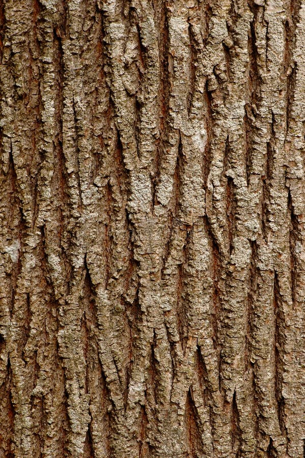 Maple bark background stock photo. Image of scales, rough - 5198532