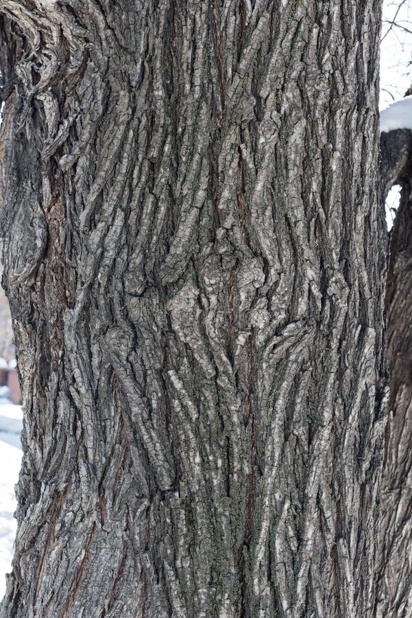 Maple Bark. Seamless Texture. Stock Image - Image of firewood, design ...