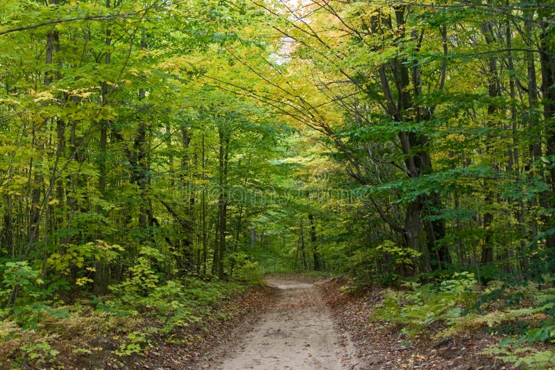 Maple and Beech Trees in Early Autumn Stock Photo - Image of country ...