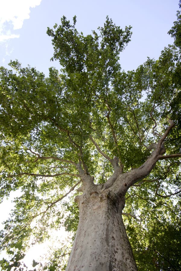 Maple, Big Old Tree in Park Stock Photo - Image of color, changing ...