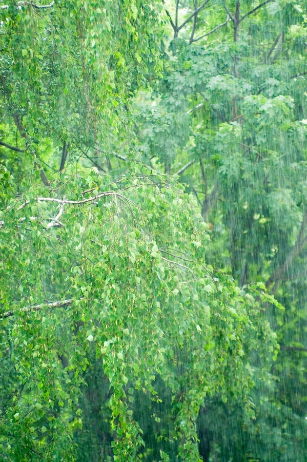 Maple And Birch Leaves Under Rain Stock Image - Image of grow, green ...