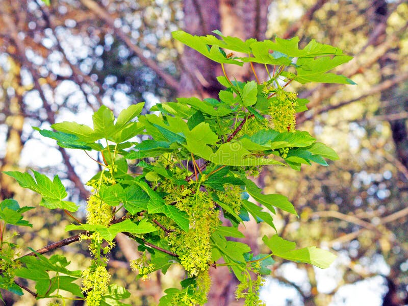 Maple on Bloom on Springtime Stock Photo - Image of delicate, biology ...
