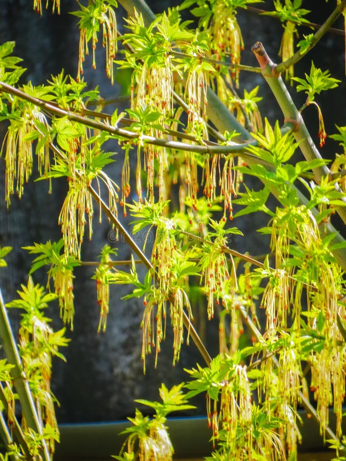 The maple blossom stock image. Image of blossoming, brown - 95581811