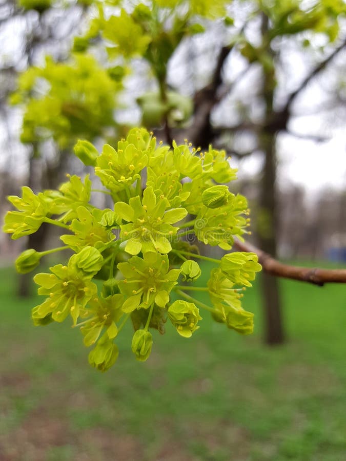 Maple in bloom stock image. Image of spring, flower - 219961369