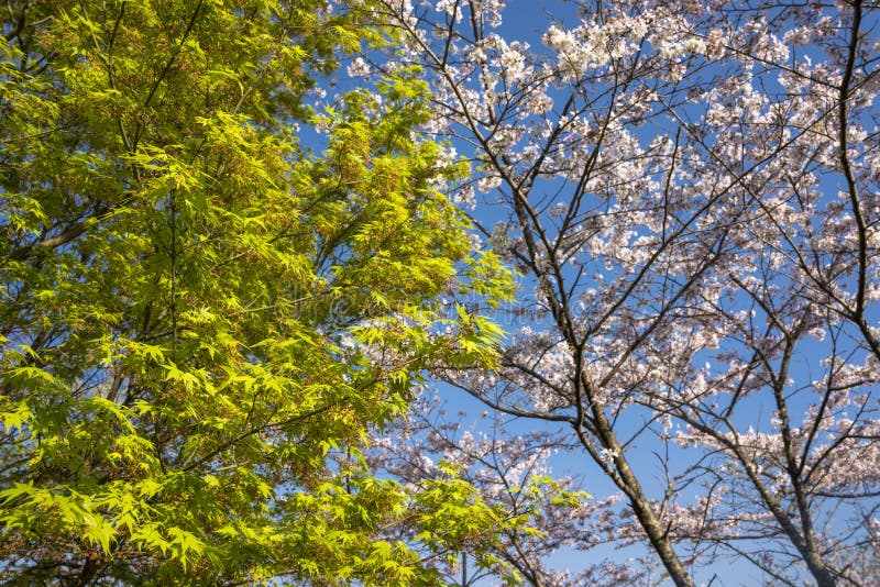 Maple blossoms stock photo. Image of tree, plant, april - 30743348