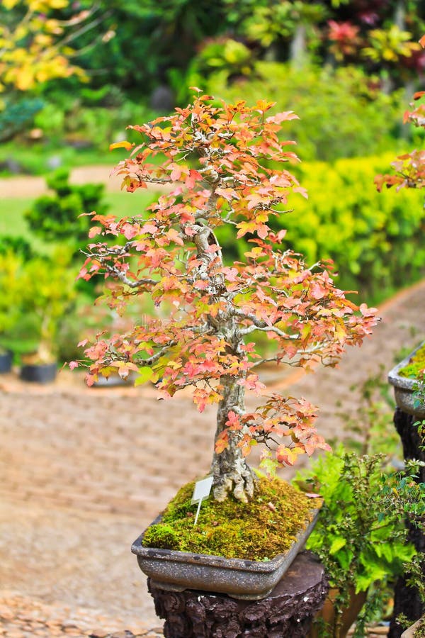 Maple bonsai tree stock photo. Image of spring, ceramic - 38275272