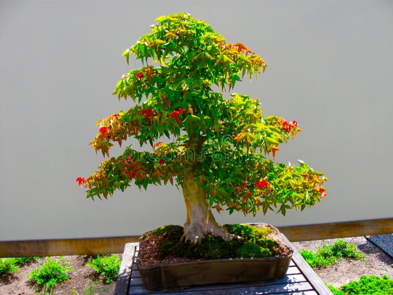 Maple Bonsai stock image. Image of colors, helix, japanese - 73346887