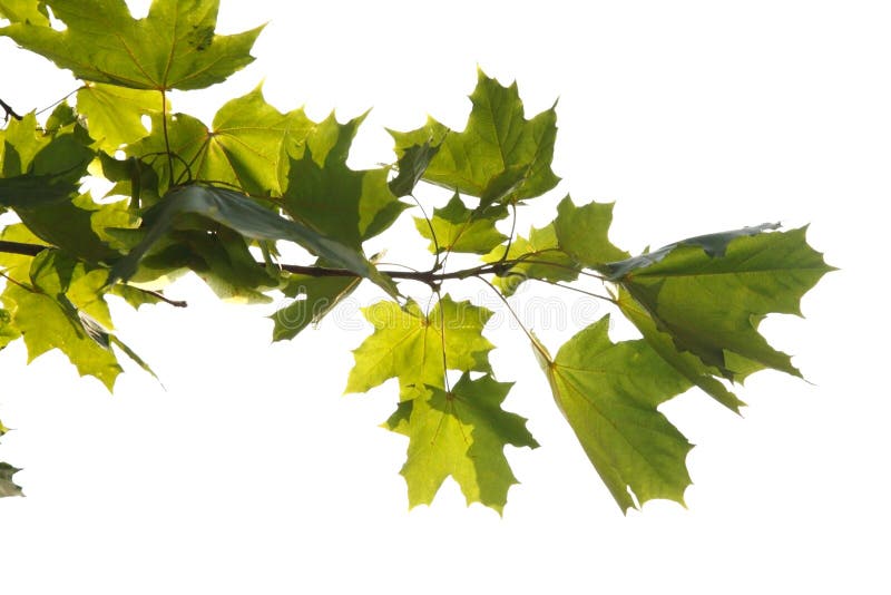 Maple branch stock image. Image of branch, color, people - 15579429