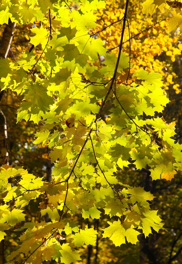 Maple branch stock photo. Image of leaves, foliage, tree - 26168404