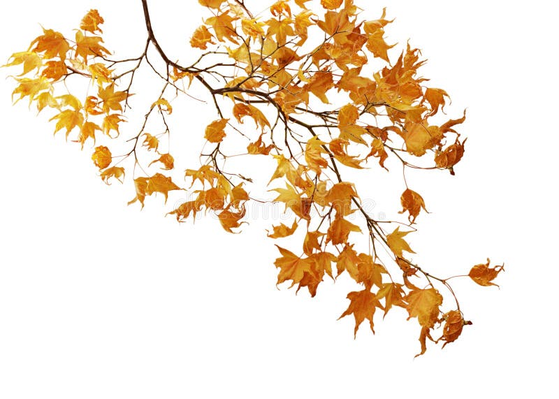 Maple Branch with Fall Leaves Stock Image - Image of colored, branch ...