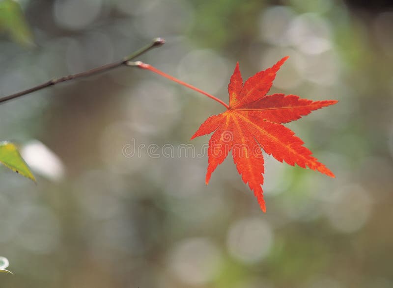 Maple With Branch Picture. Image: 943676