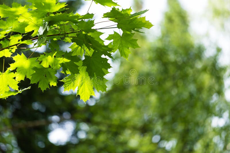 Maple branch stock photo. Image of natural, botany, growth - 51934450
