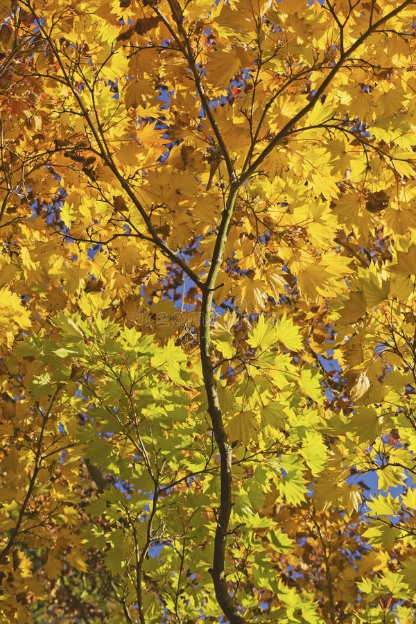 Maple Branch with Colorful Autumn Leaves Stock Photo - Image of bright ...