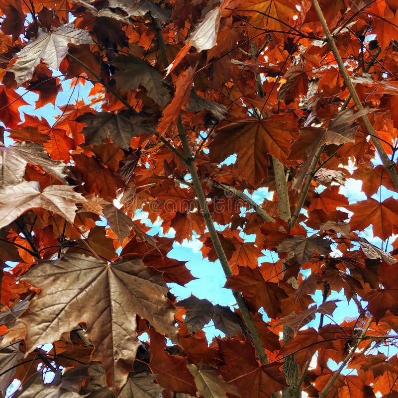Maple Branch with Yellow Autumn Leaves in the Forest Against the Sun ...
