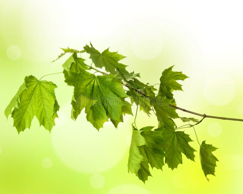 Maple branch stock image. Image of nature, summer, macro - 30961349