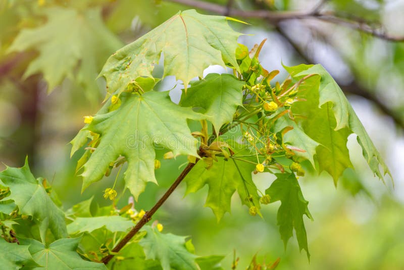Maple Branch with Fresh Green Leaves Stock Image - Image of freshness ...
