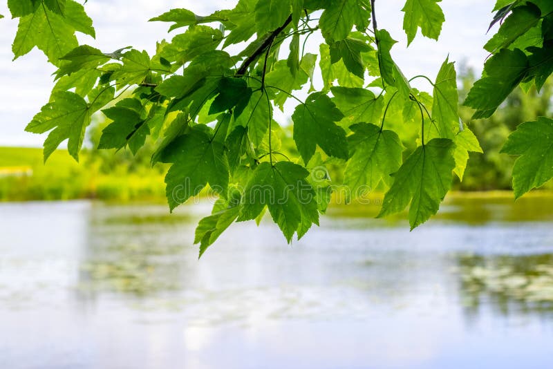 Maple Branch with Yellow Autumn Leaves in the Forest Against the Sun ...