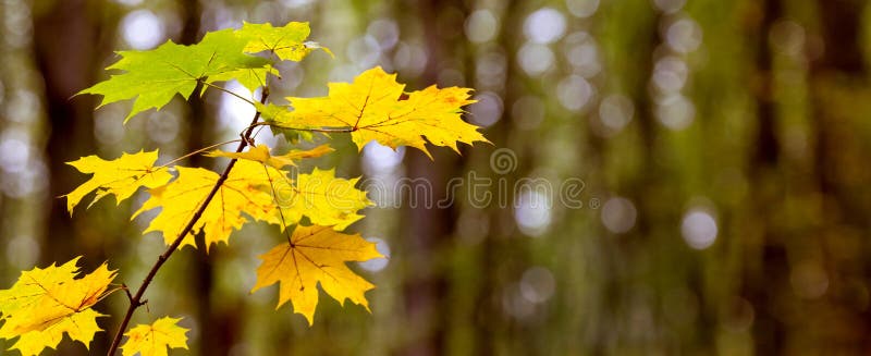 Maple Branch with Golden Autumn Leaves on Blurred Background, Panorama ...