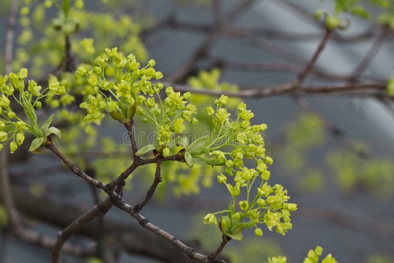 Maple branch stock photo. Image of closeup, spring, outdoors - 76377844