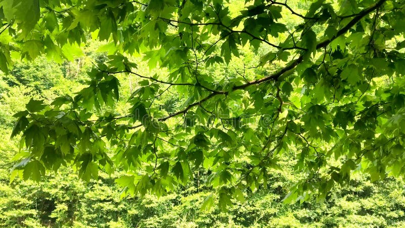Maple Branch with Green Leaves on a Background of Green Forest. Stock ...