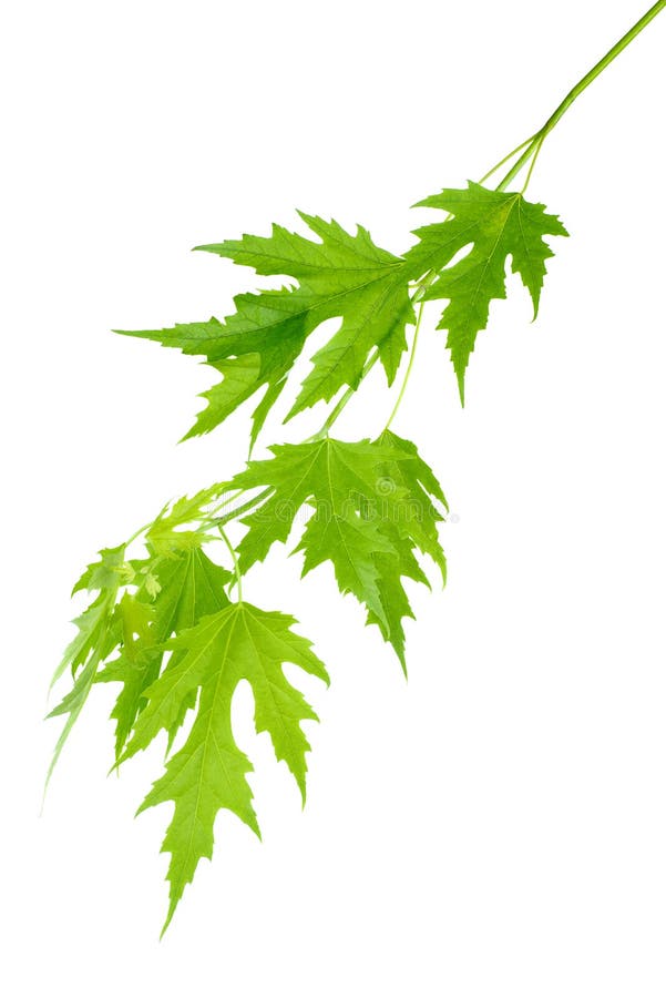 Maple Branch with Green Leaves Stock Image - Image of natural, object ...