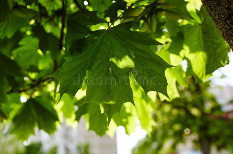 Maple Branch with Green Leaves on a Sunny Day. Maple Tree in Spring ...