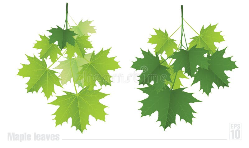 Maple Branch with Green Leaves on a White Stock Vector - Illustration ...