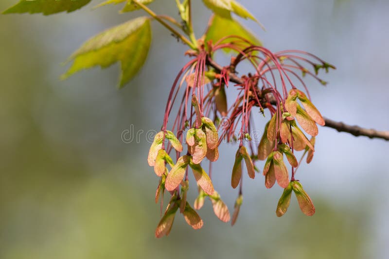 Maple branch with seeds stock photo. Image of nature - 131312778