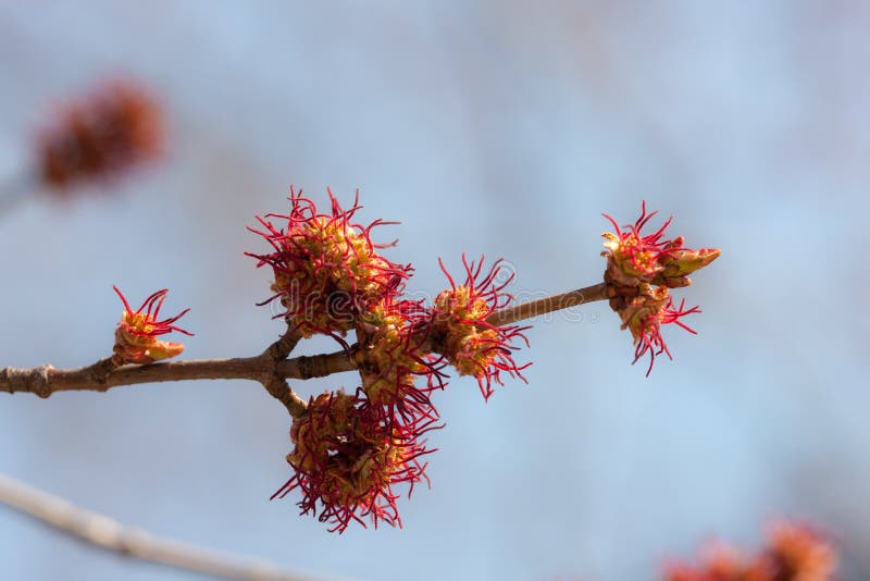 Maple Branch in the Spring Closeup Stock Image - Image of blue, nature ...