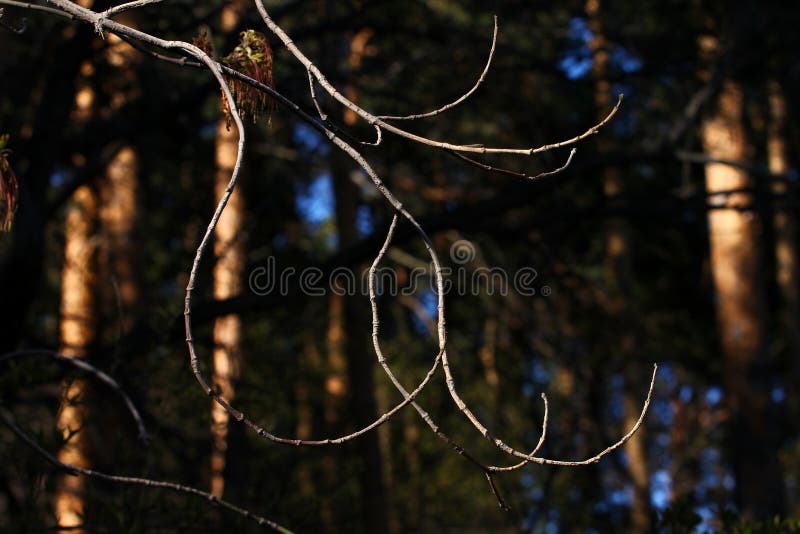 Maple branch stock photo. Image of branch, buds, spring - 181754594