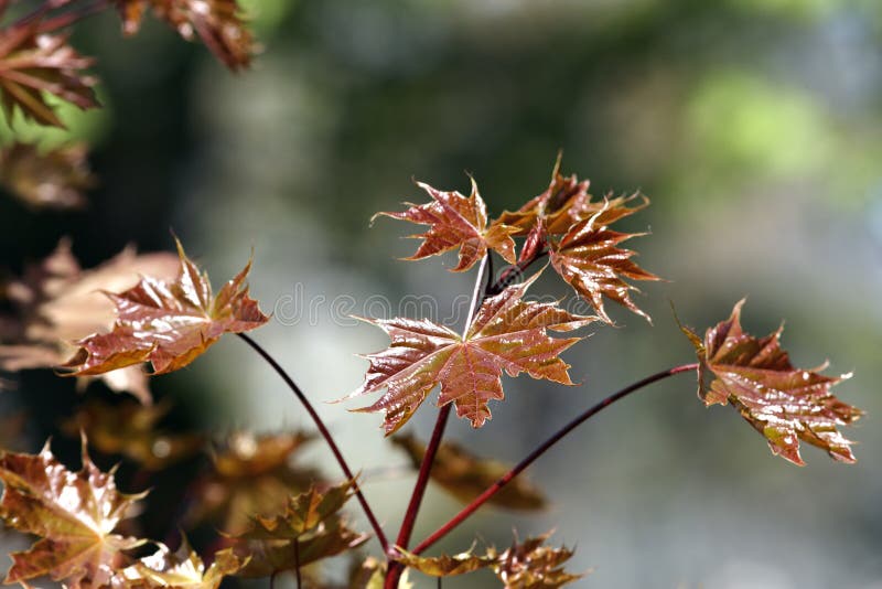 Maple branch stock photo. Image of branch, garden, japanese - 31111258