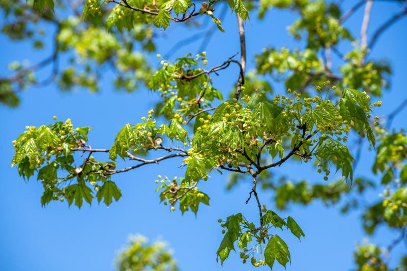 Maple Branch with Young Leaves in Early Spring Stock Image - Image of ...
