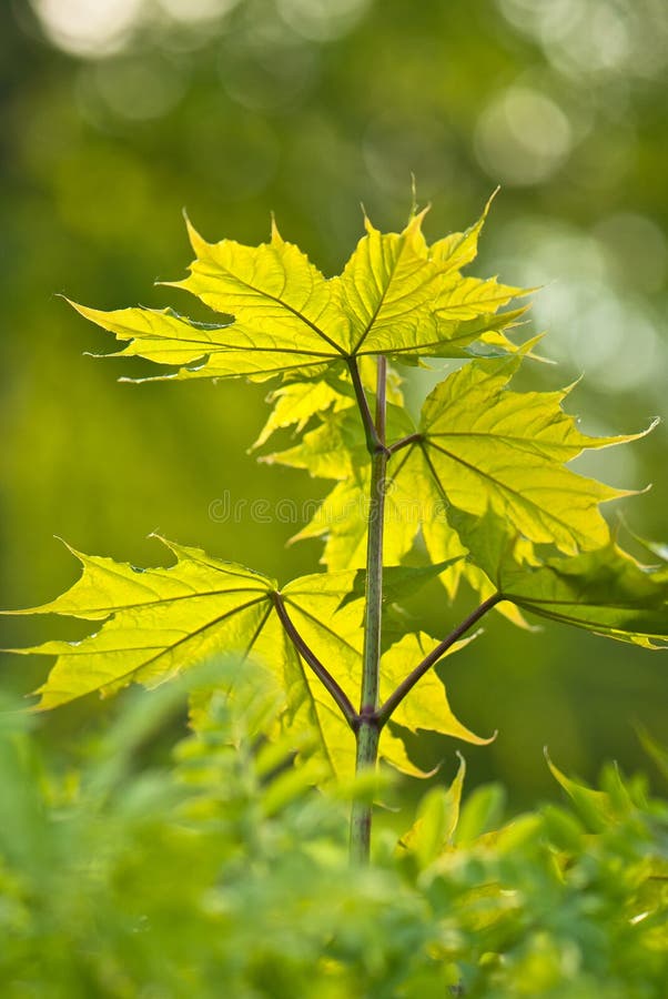 Maple branch stock photo. Image of summer, tree, wood - 54161388