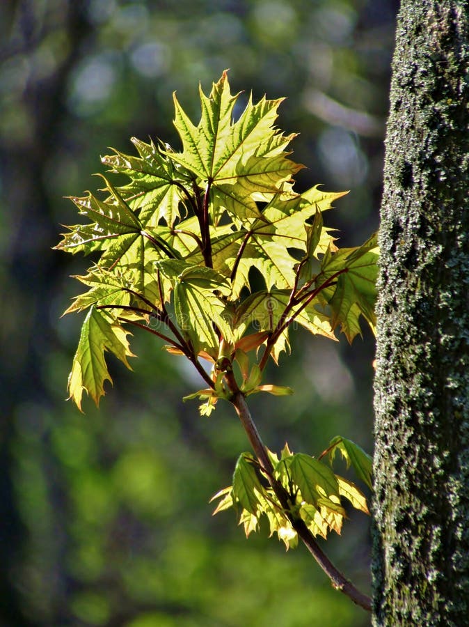 Maple branch stock photo. Image of branch, maple, plant - 80498126
