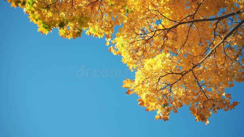 Maple Branches in the Fall Against the Blue Sky. Stock Image - Image of ...