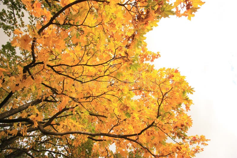 Maple branches in fall stock photo. Image of october - 78786632